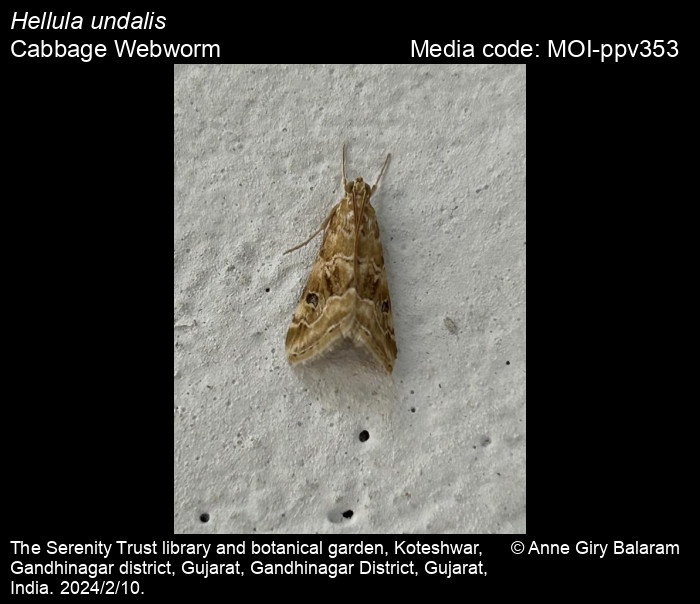 Hellula undalis (Fabricius, 1781) - Cabbage Webworm | Moths